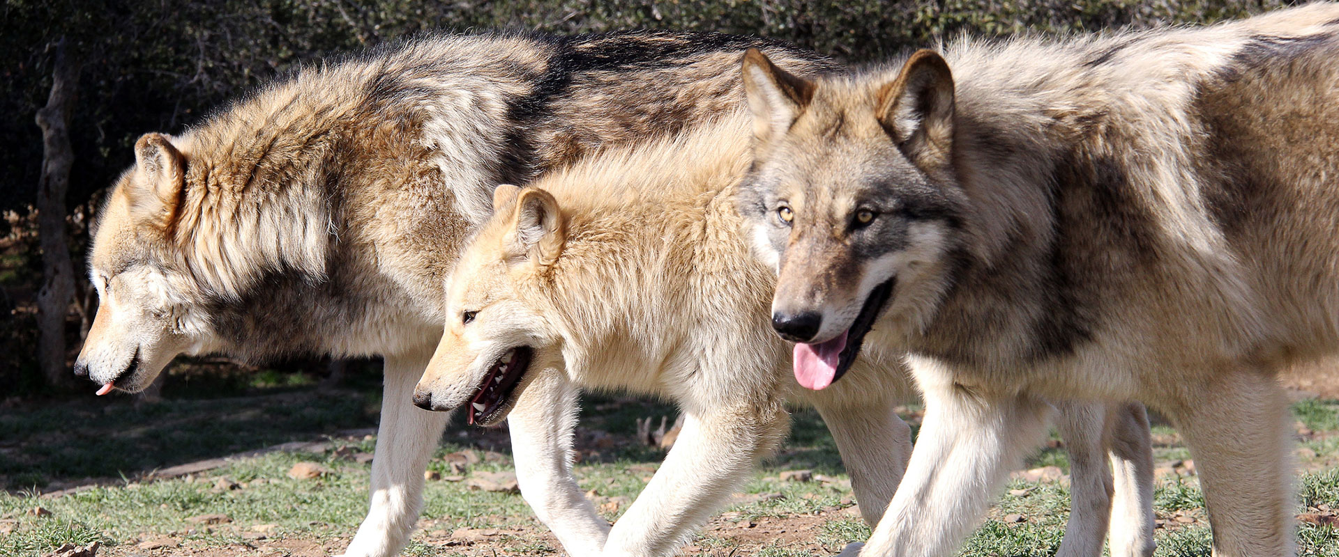 Taylor Hack Takes Us from Lone Wolf to Wolf Pack - LabCoat Agents - The ...